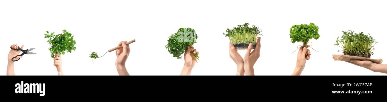 Collage of hands holding green herbs and microgreens on white ...
