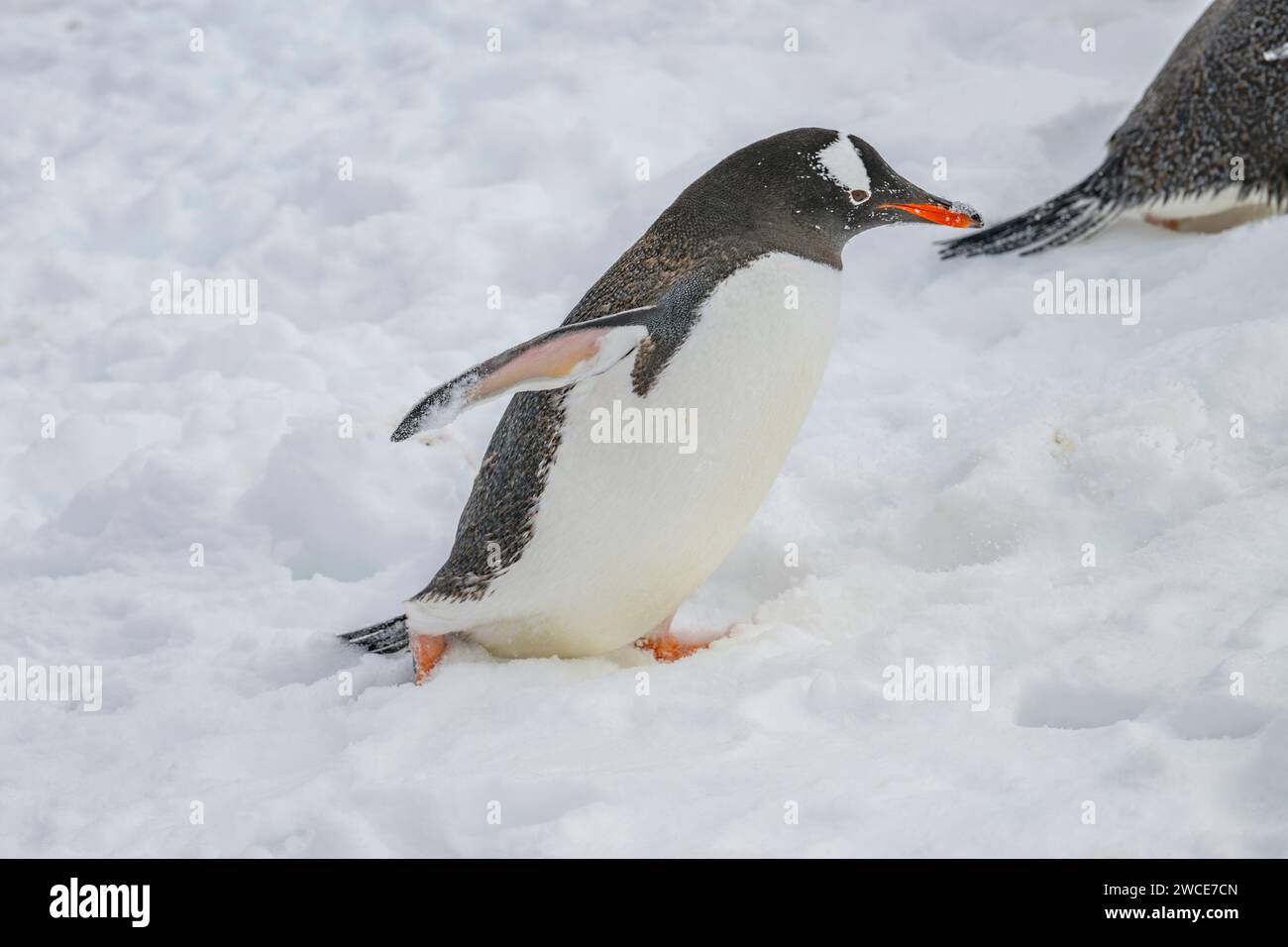 Gentoo penguins arriving at breeding grounds, Neko Harbor, Antarctica ...