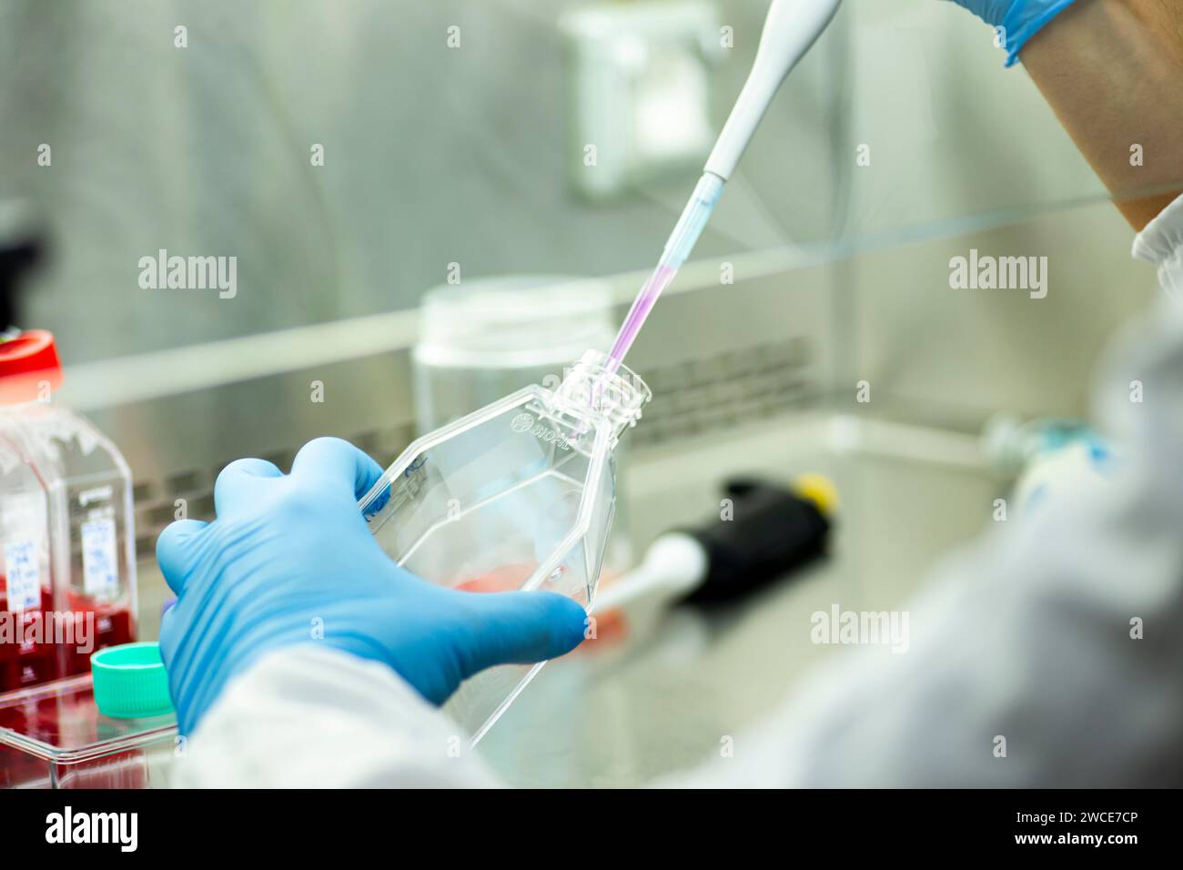 cell culture at the medicine, medical and cell culture laboratory ...