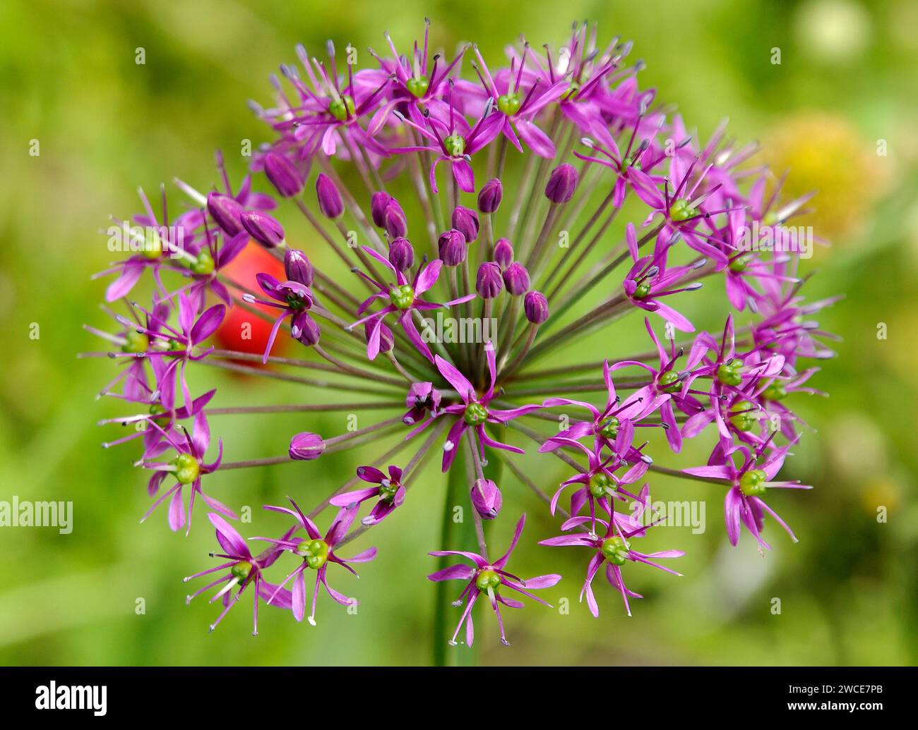 Allium wallichii CLD 1500 [Ex. Yunnan, China] Stock Photo - Alamy