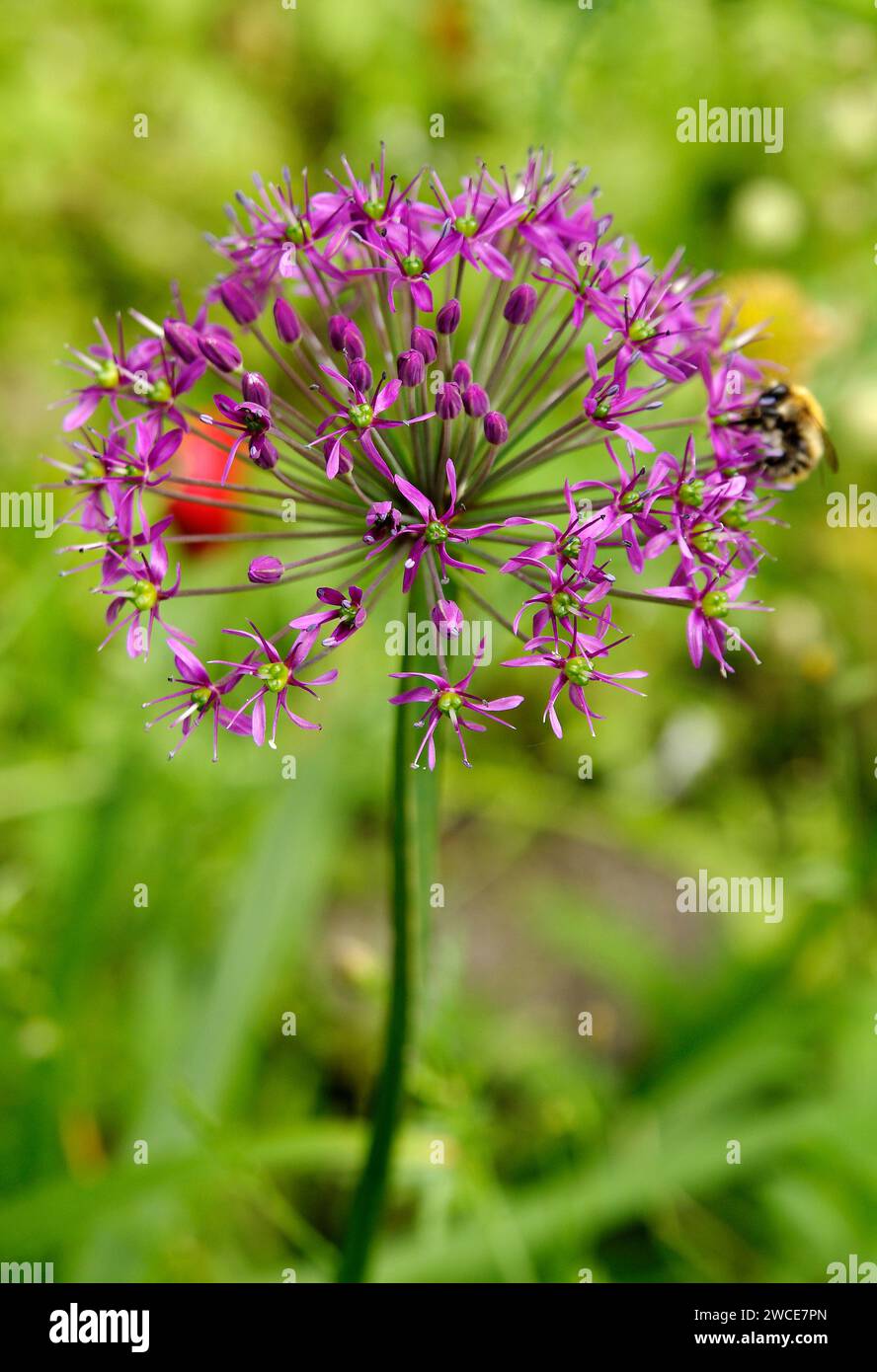 Allium wallichii cld 1500 hi-res stock photography and images - Alamy