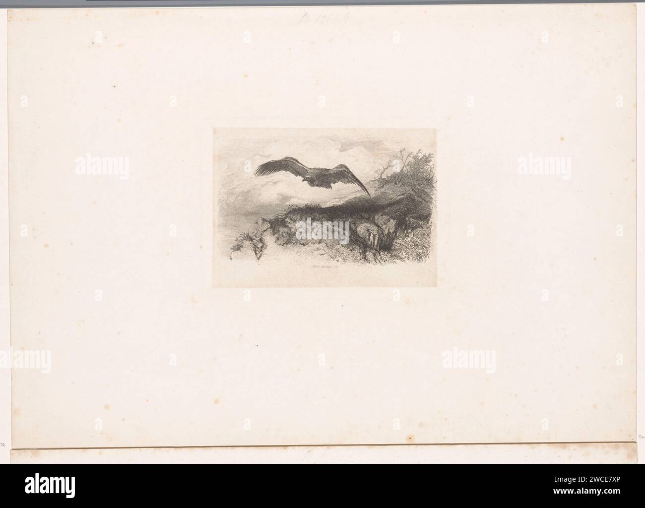 Flying Arend, Karl Bodmer, 1847 print Paris paper. etching predatory ...