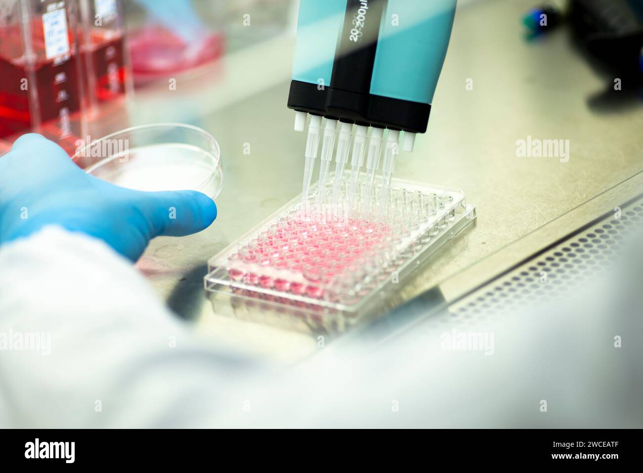 cell culture at the medicine, medical and cell culture laboratory ...