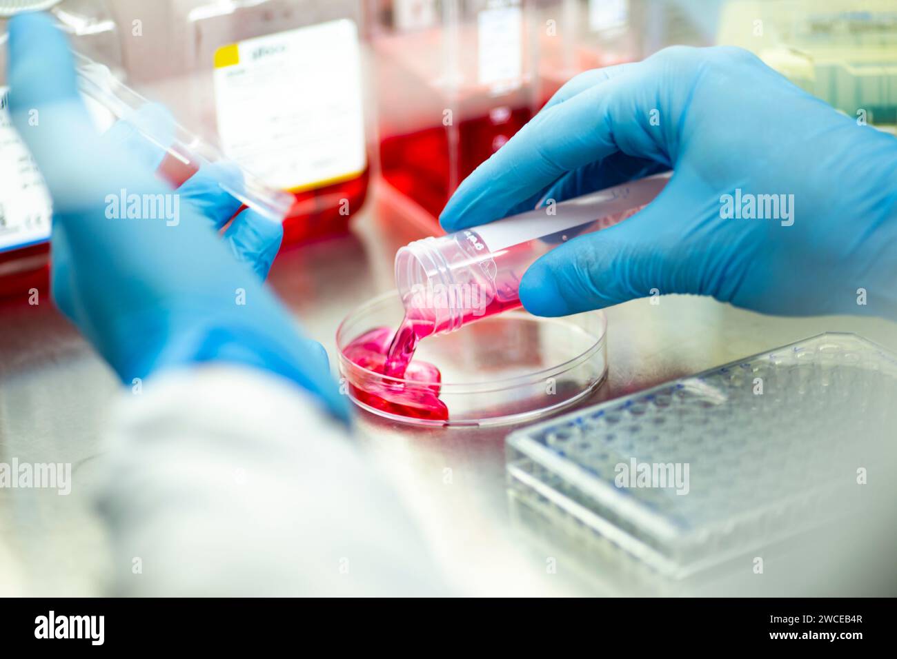 cell culture at the medicine, medical and cell culture laboratory ...
