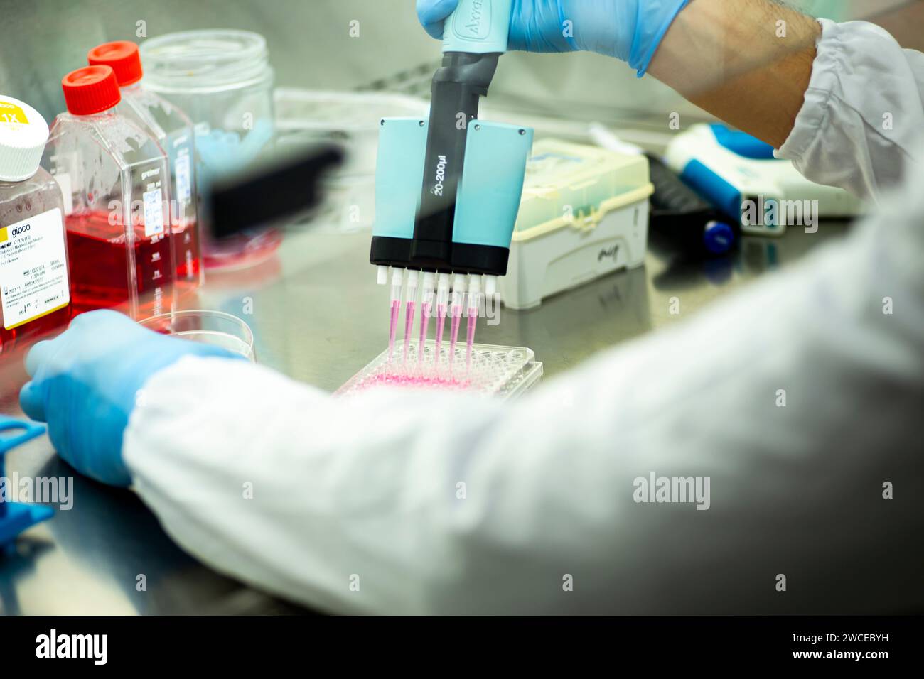 cell culture at the medicine, medical and cell culture laboratory ...