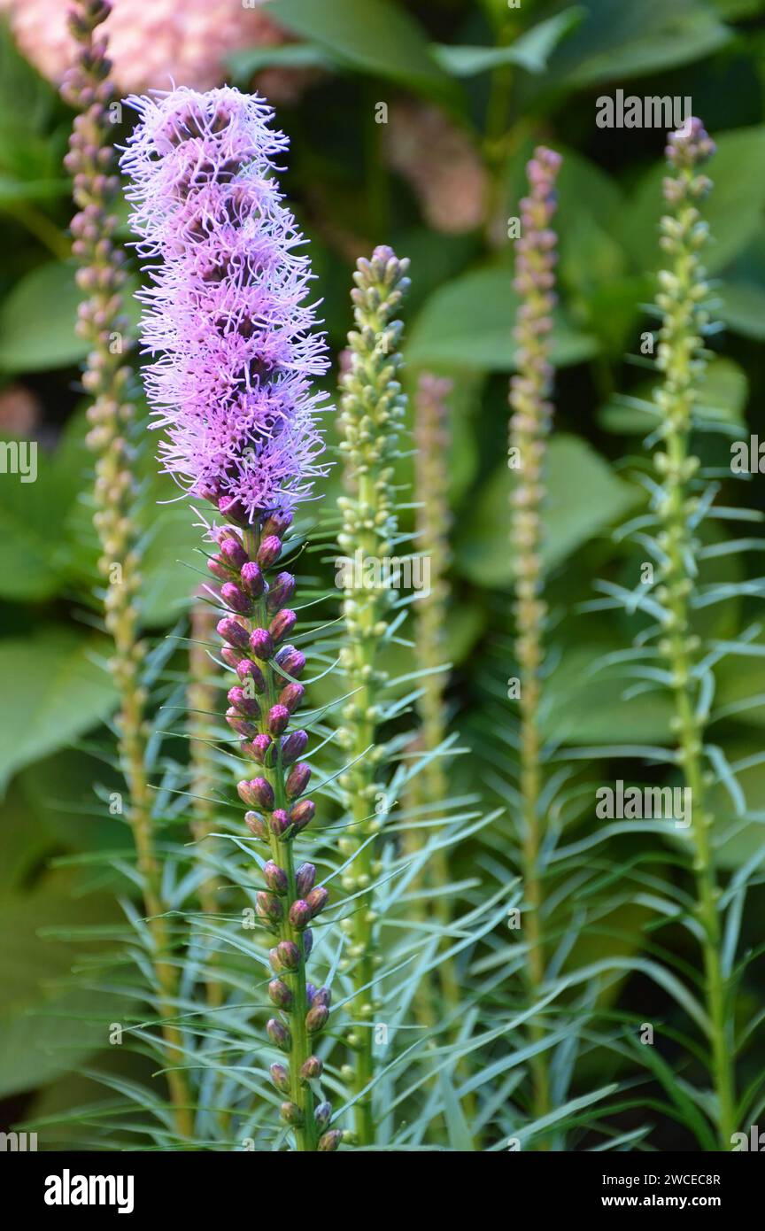 Blazing star flowering in the garden Stock Photo - Alamy