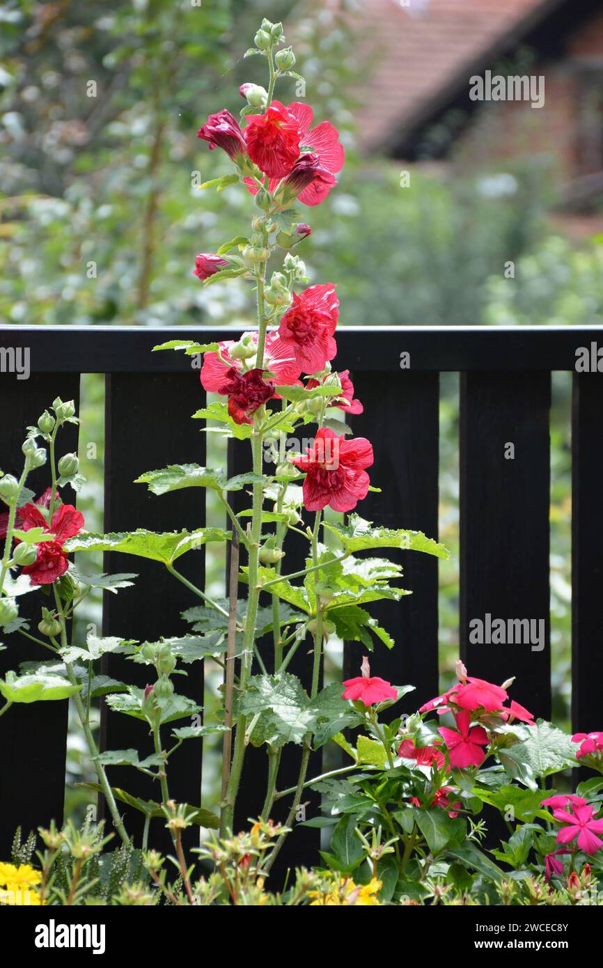Red hollyhock flower in the garden, close up Stock Photo - Alamy