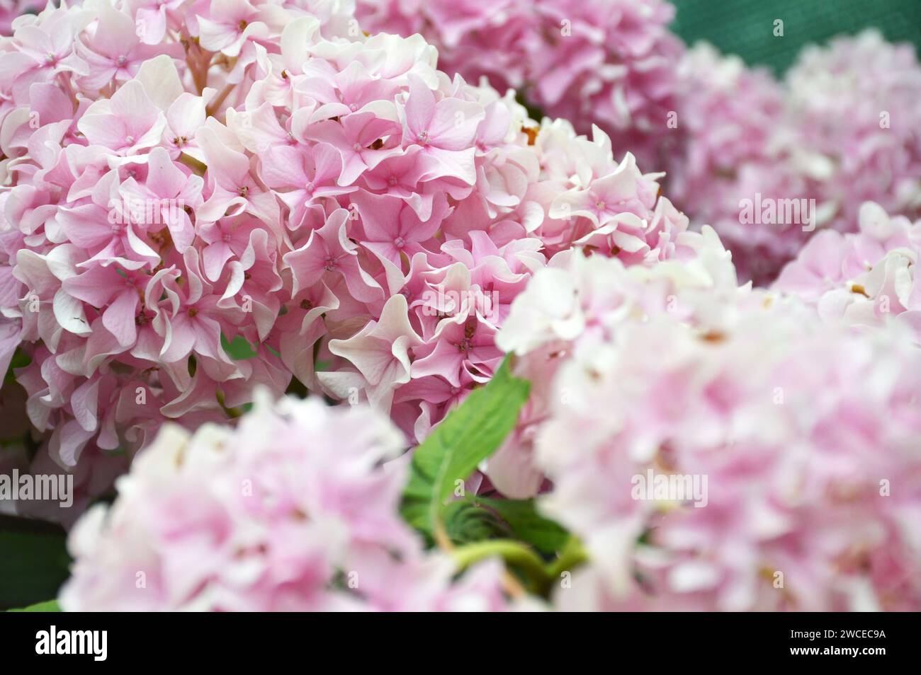 Blooming pink hydrangea flowers background Stock Photo - Alamy