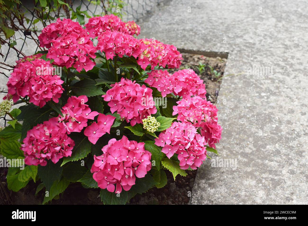Hortensia border hi-res stock photography and images - Alamy