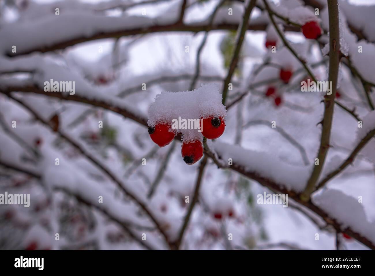 Hawthorn tree with fruits with adhering snow. The branches of the ...