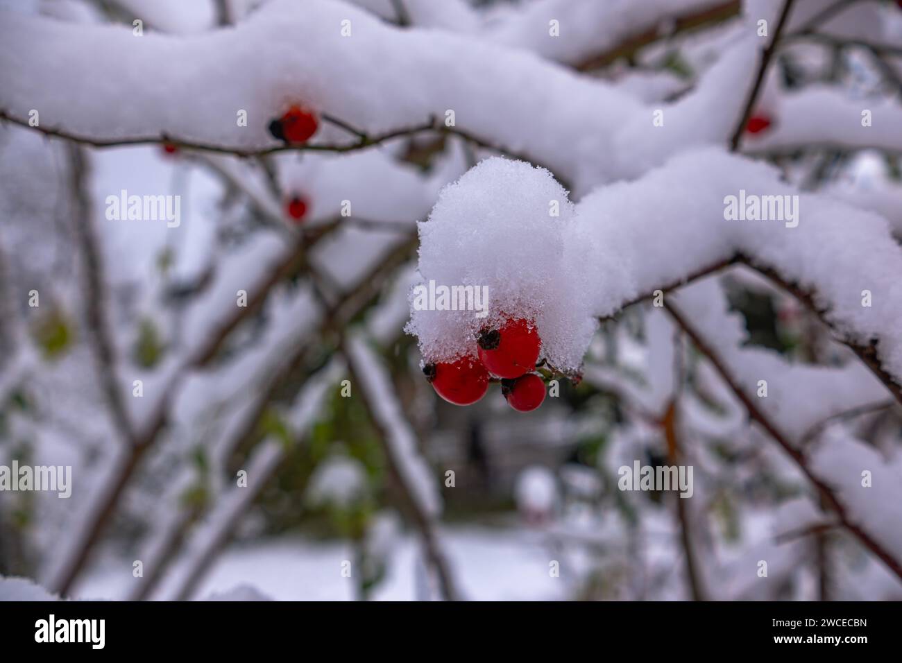 Hawthorn tree with fruits with adhering snow. The branches of the ...