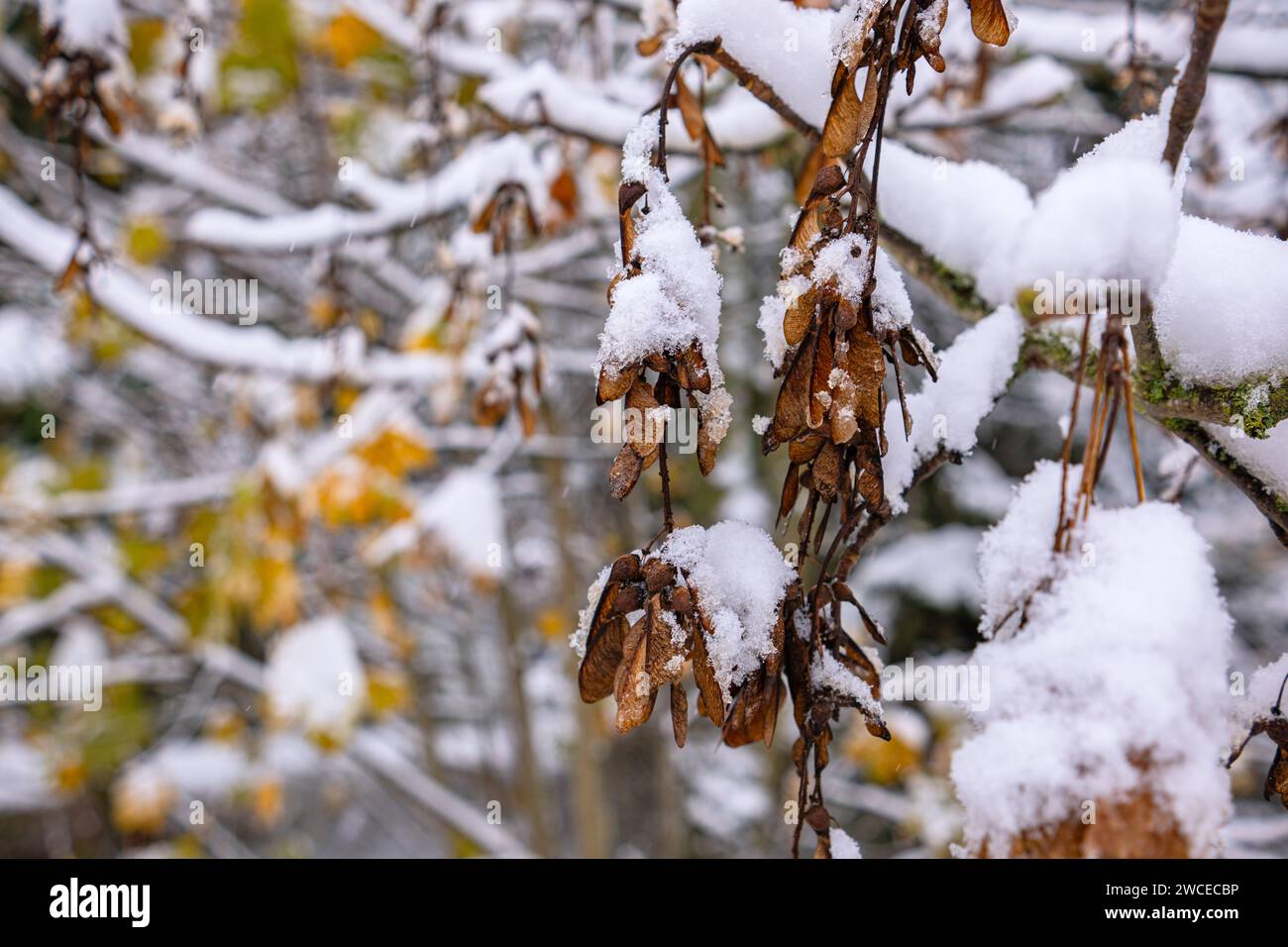 The branches of tree bent under the weight of the adhering snow ...