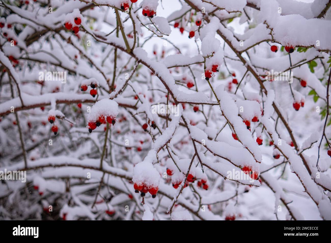 Hawthorn tree with fruits with adhering snow. The branches of the ...