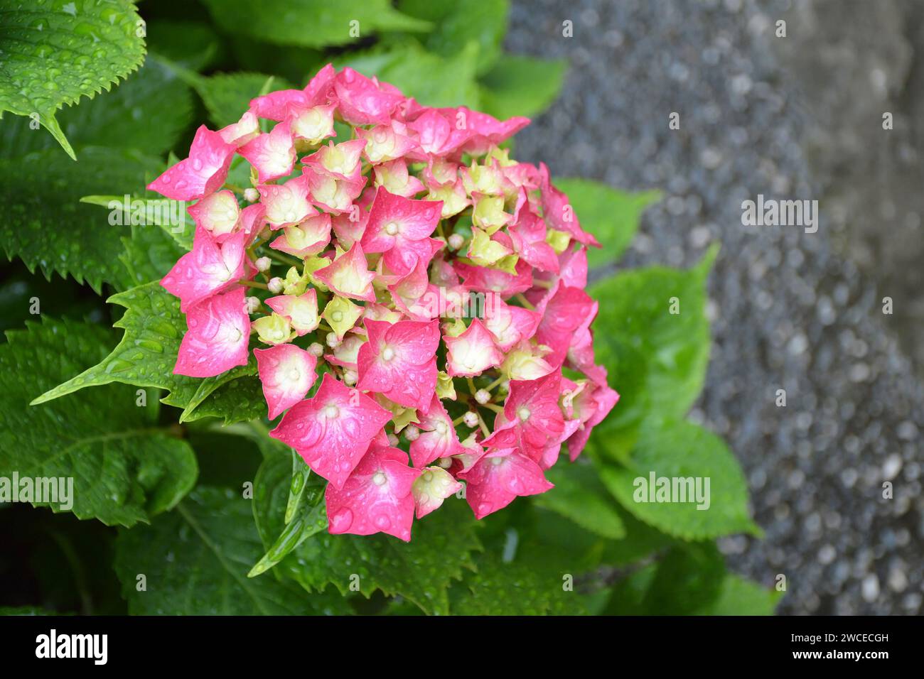 Pink hydrangea flower, top view Stock Photo - Alamy