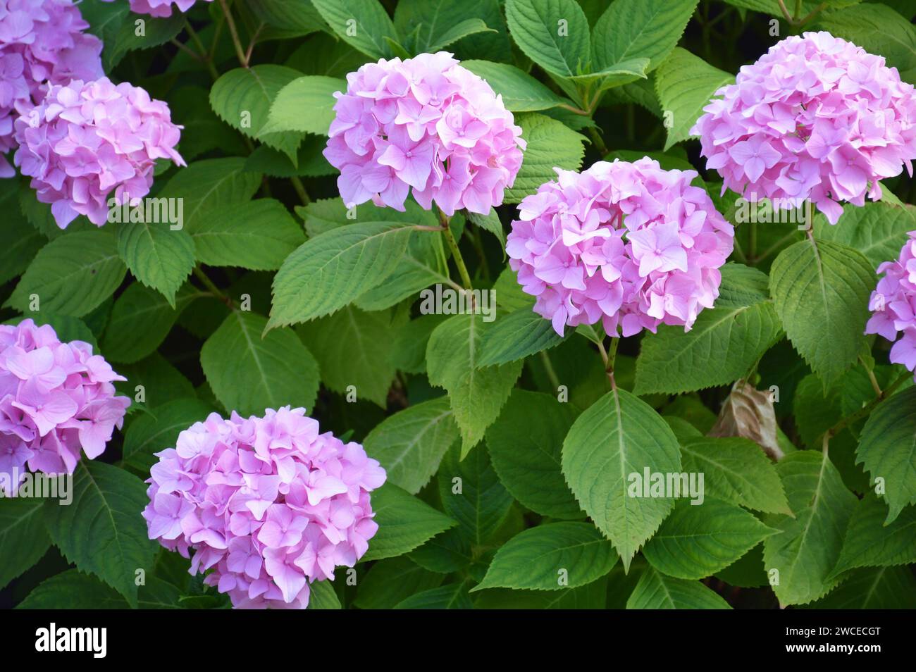 Hydrangea garden hydrangea garden border hi-res stock photography and ...