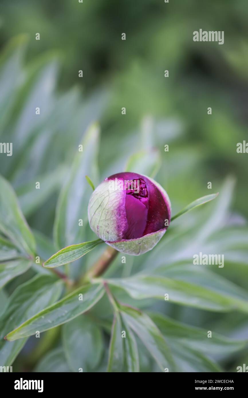 Peony flower bud before blossom Stock Photo - Alamy