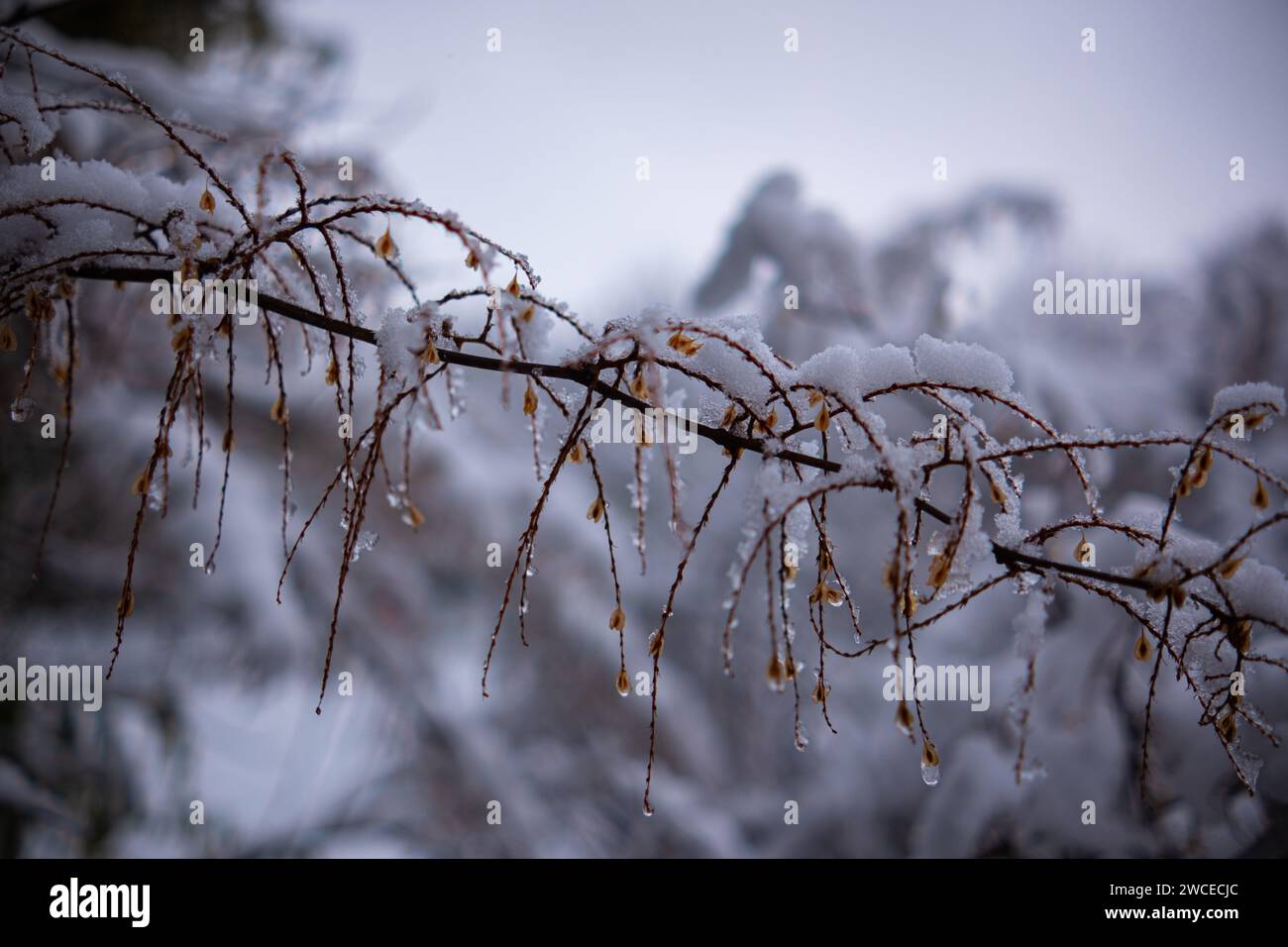 The branches of tree bent under the weight of the adhering snow ...