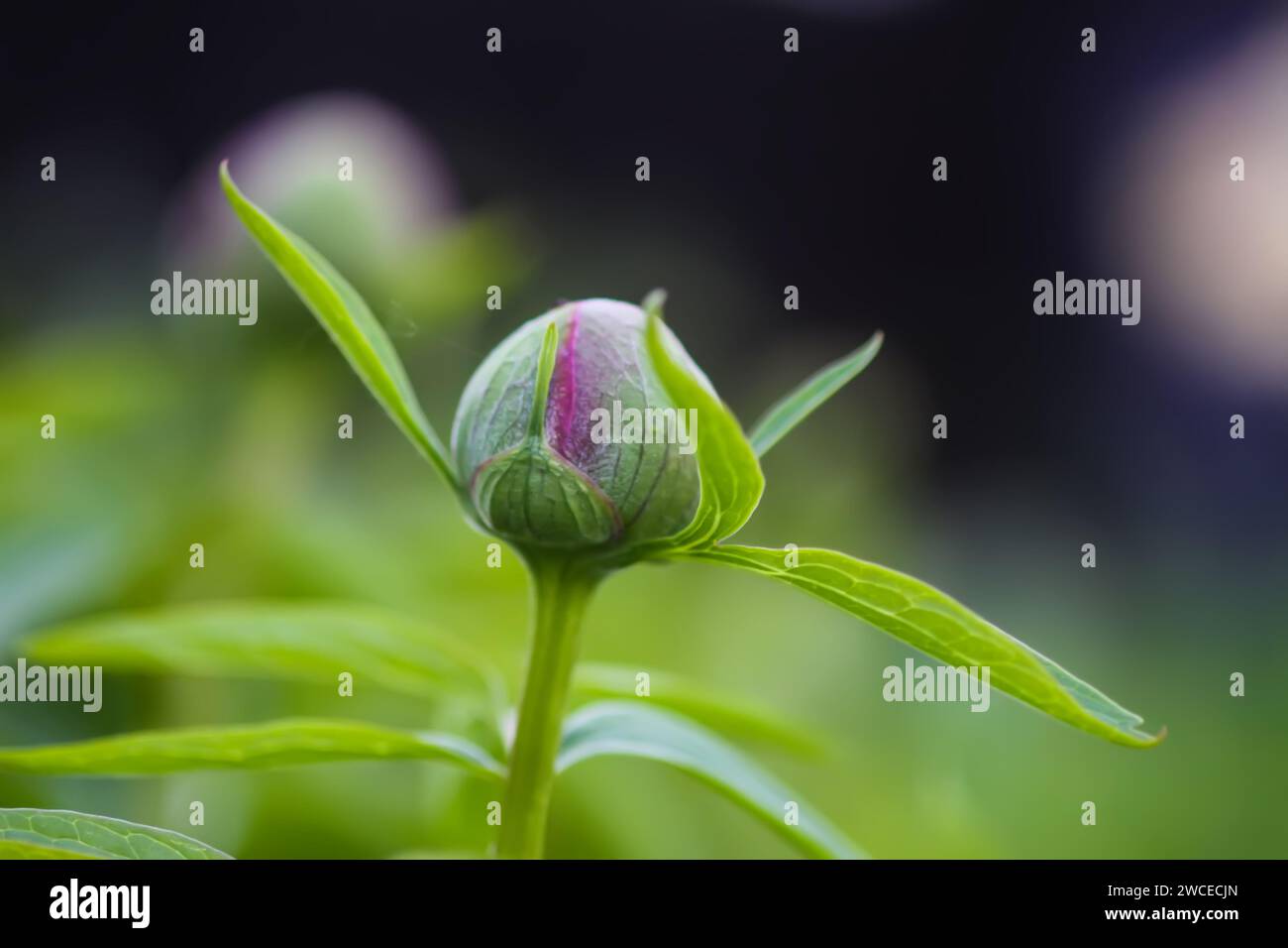 Peony flower bud before blossom Stock Photo - Alamy