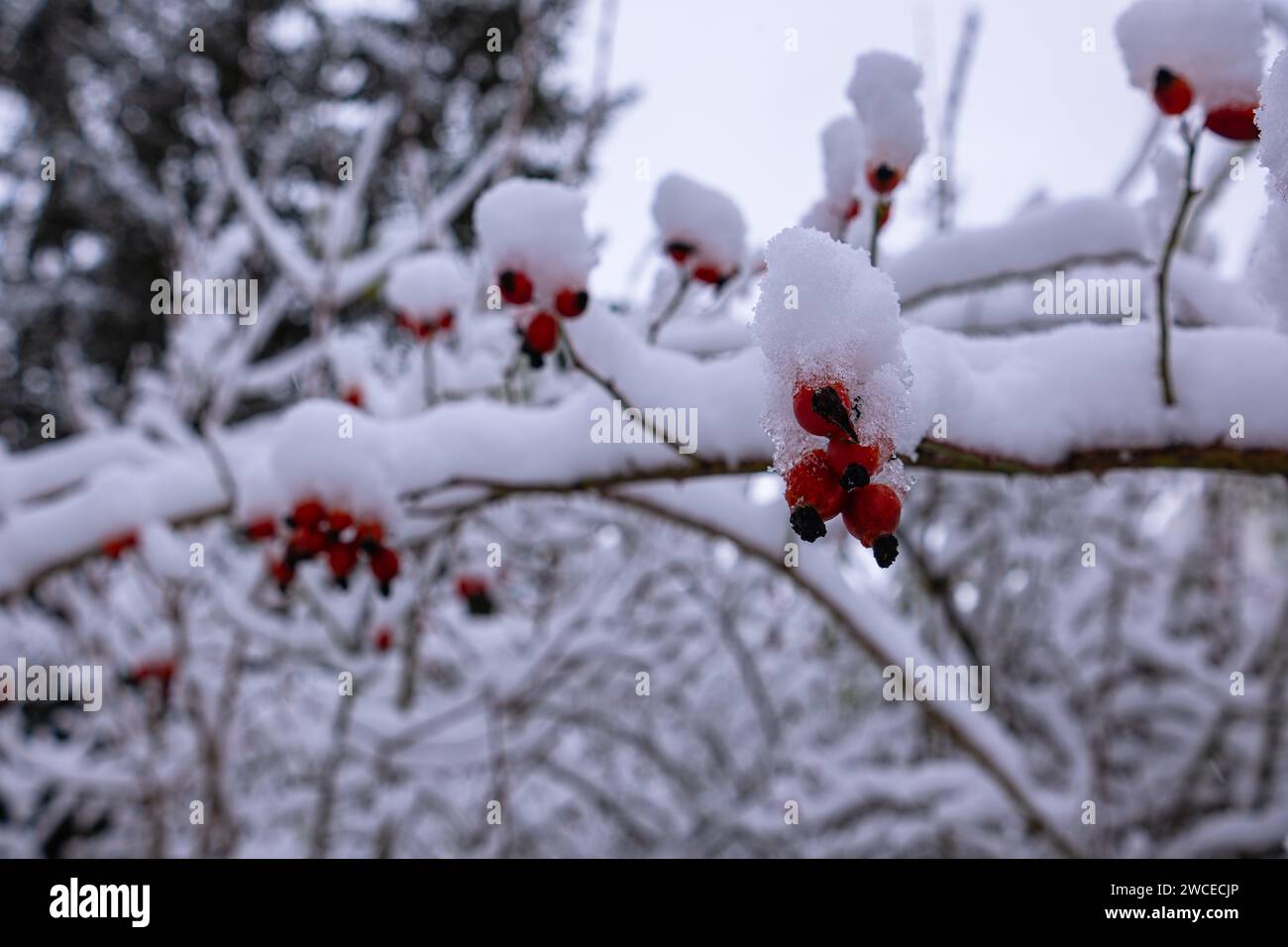 Hawthorn tree with fruits with adhering snow. The branches of the ...