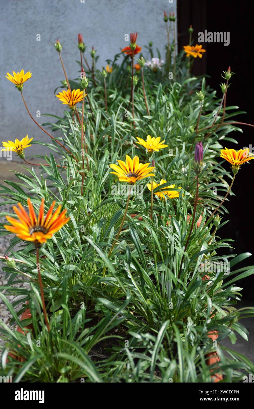 Gazania flowers growing in flower pot Stock Photo - Alamy