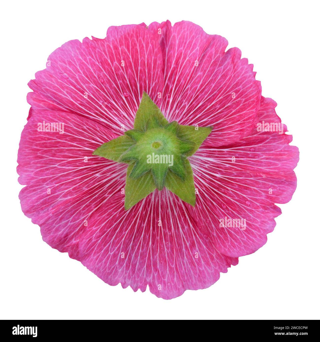 Hollyhock flower isolated on white background, back view Stock Photo ...