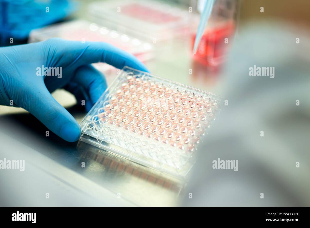 cell culture at the medicine, medical and cell culture laboratory ...