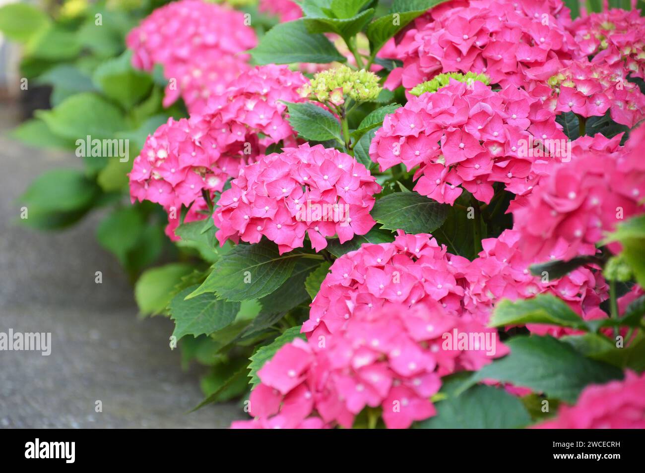 Blooming Hydrangea macrophylla bushes, close up Stock Photo - Alamy