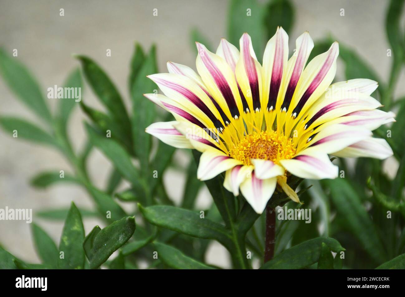 Gazania flower in summer garden (Treasure flower, African daisy Stock ...