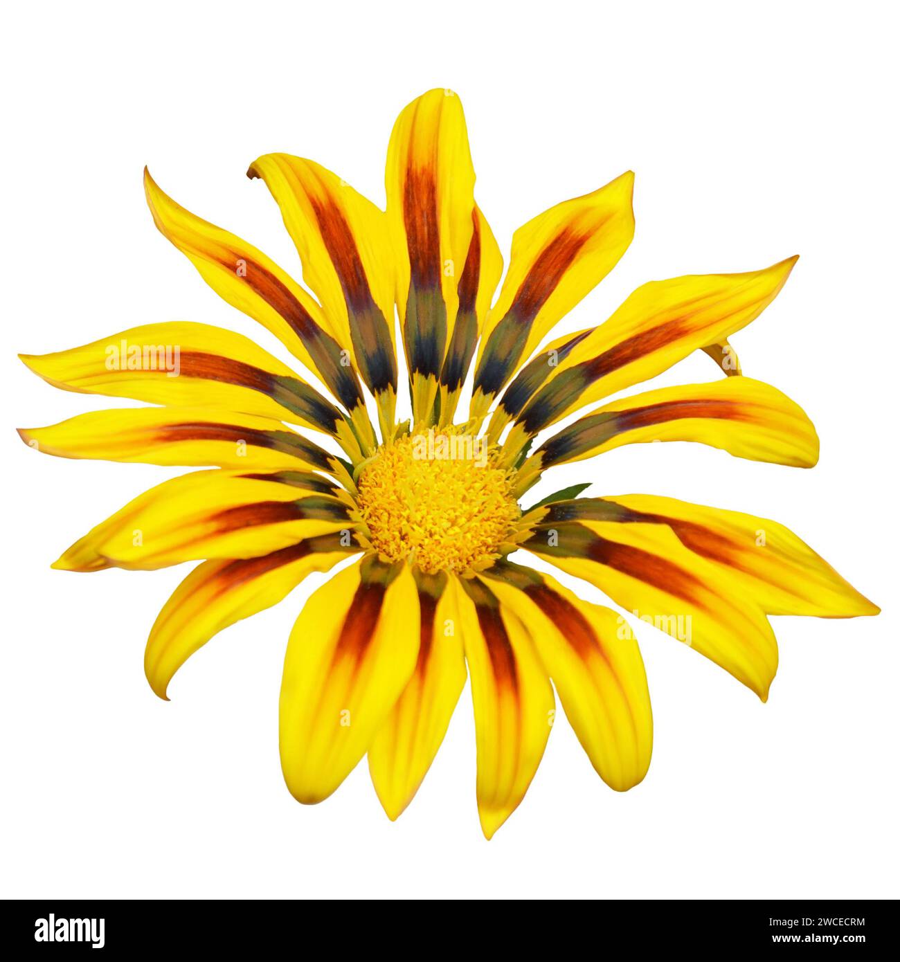 Gazania (Treasure flower or African daisy) isolated on white background ...