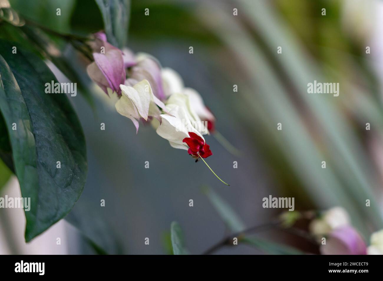 Delicate petals showcase the intricate beauty of a flower Stock Photo ...