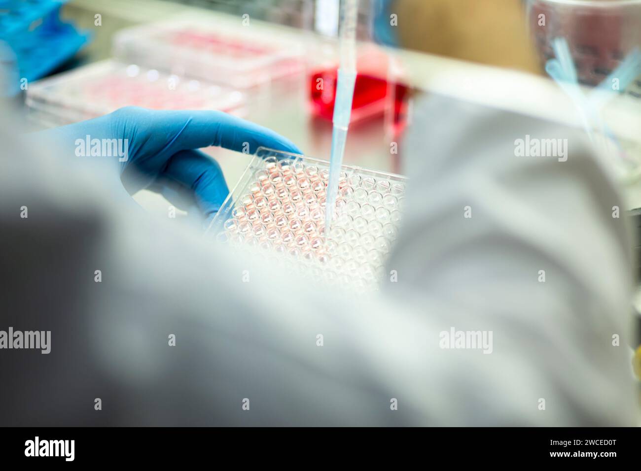 cell culture at the medicine, medical and cell culture laboratory ...