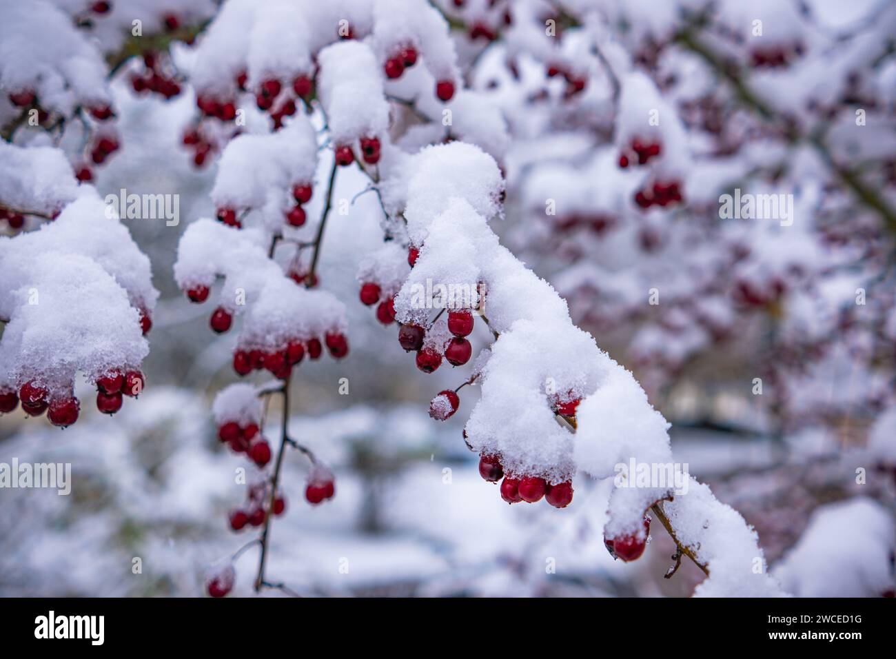 Hawthorn tree with fruits with adhering snow. The branches of the ...