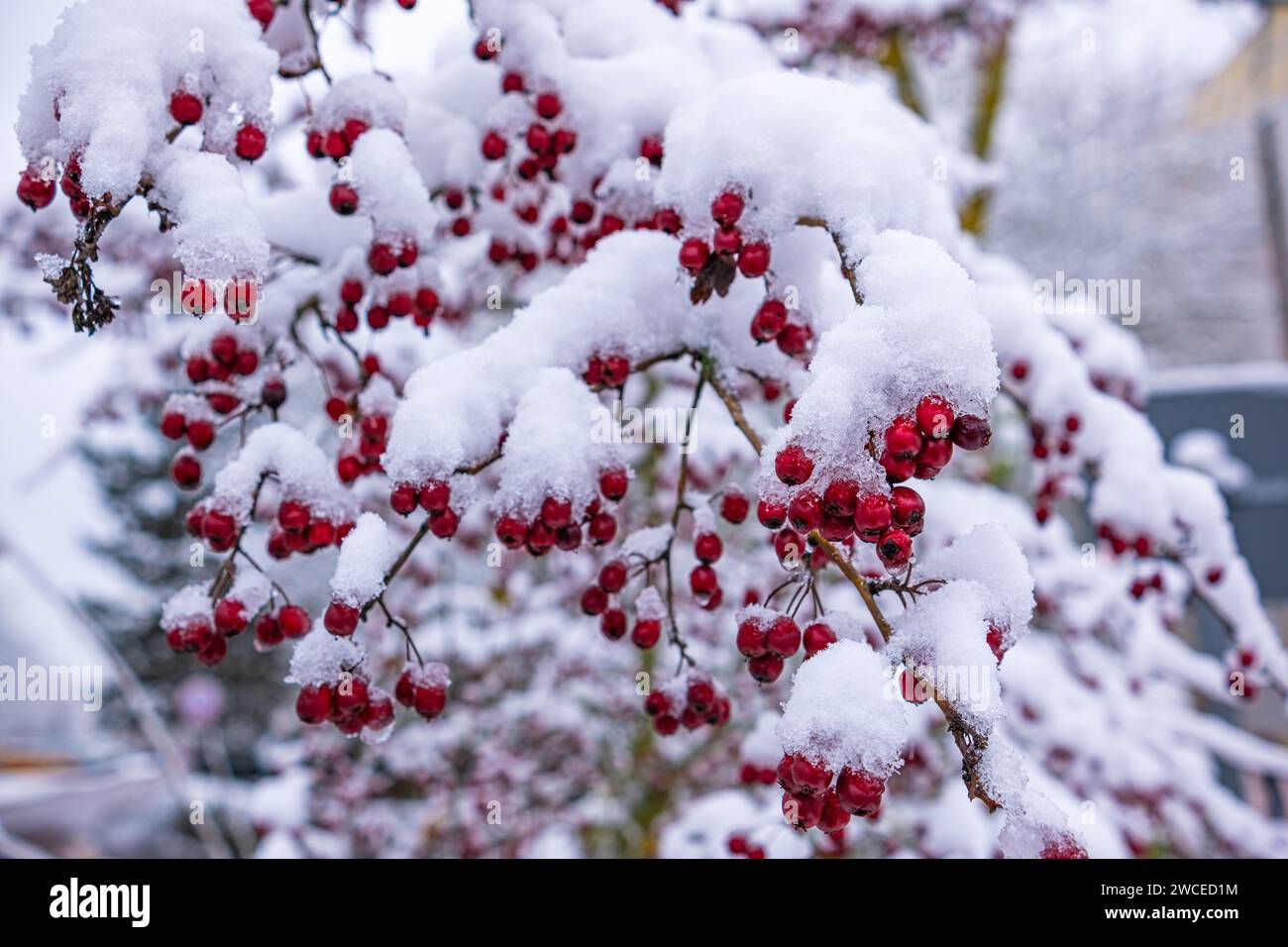 Hawthorn tree with fruits with adhering snow. The branches of the ...