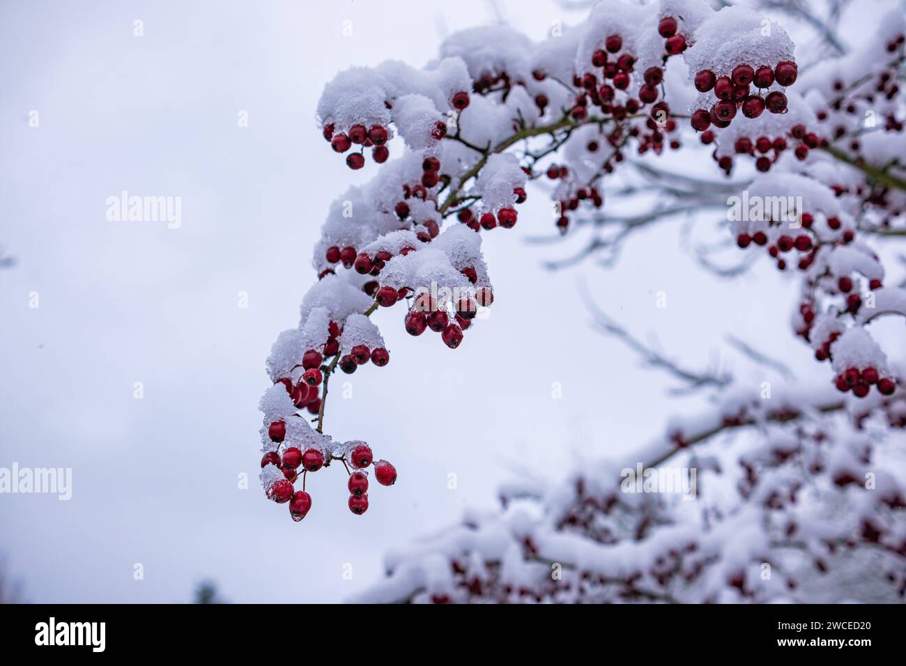 Hawthorn tree with fruits with adhering snow. The branches of the ...