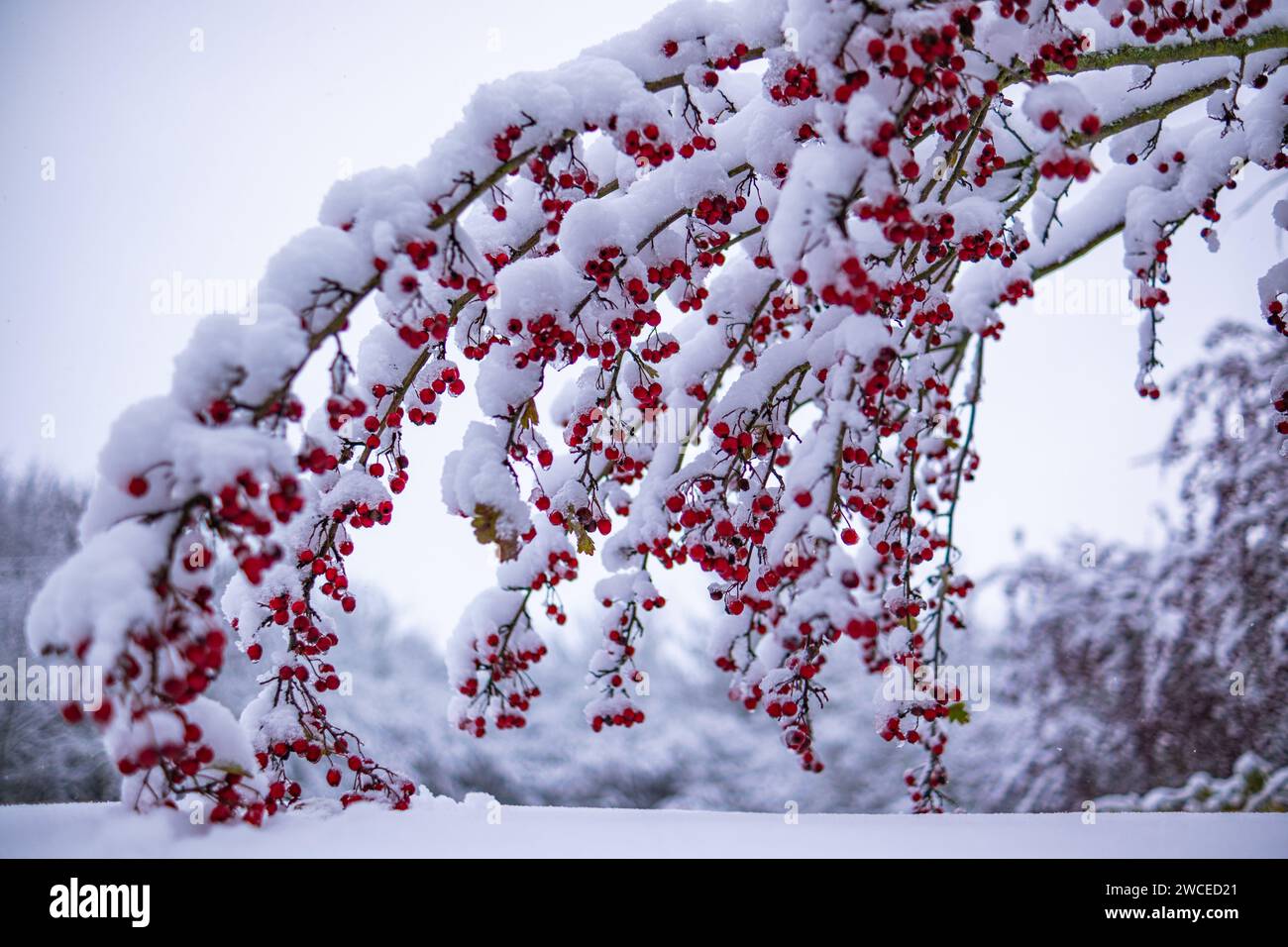 Hawthorn tree with fruits with adhering snow. The branches of the ...