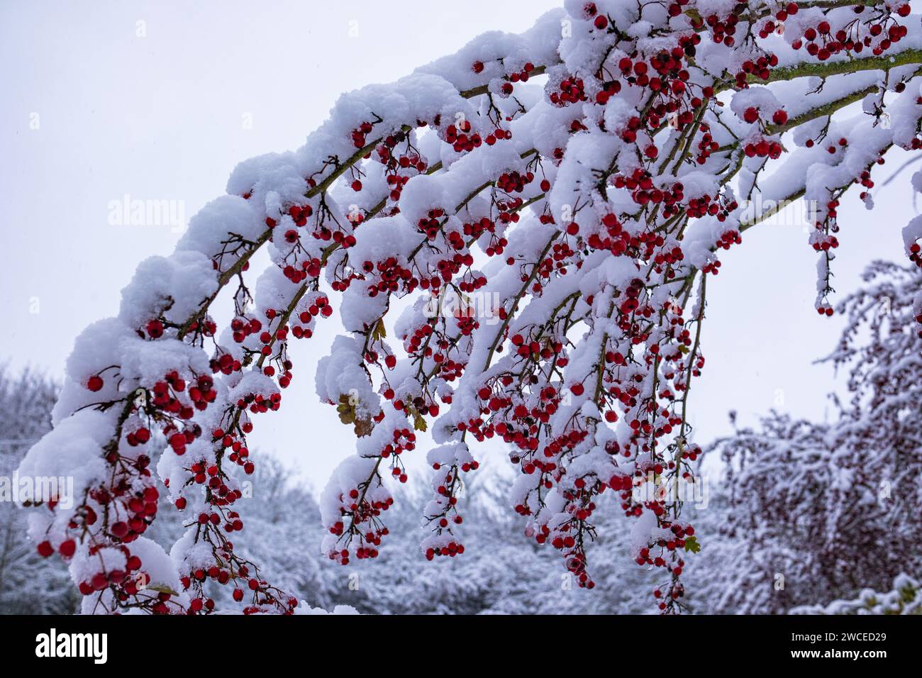 Hawthorn tree with fruits with adhering snow. The branches of the ...