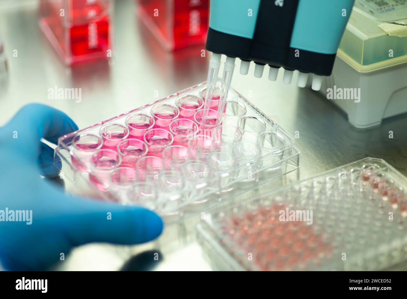 cell culture at the medicine, medical and cell culture laboratory ...