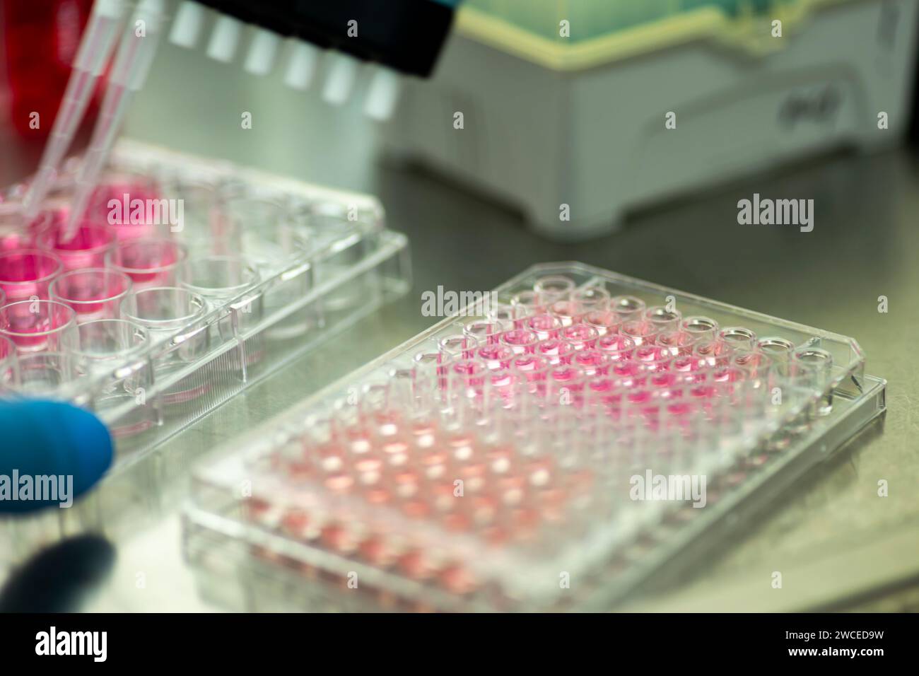 cell culture at the medicine, medical and cell culture laboratory ...