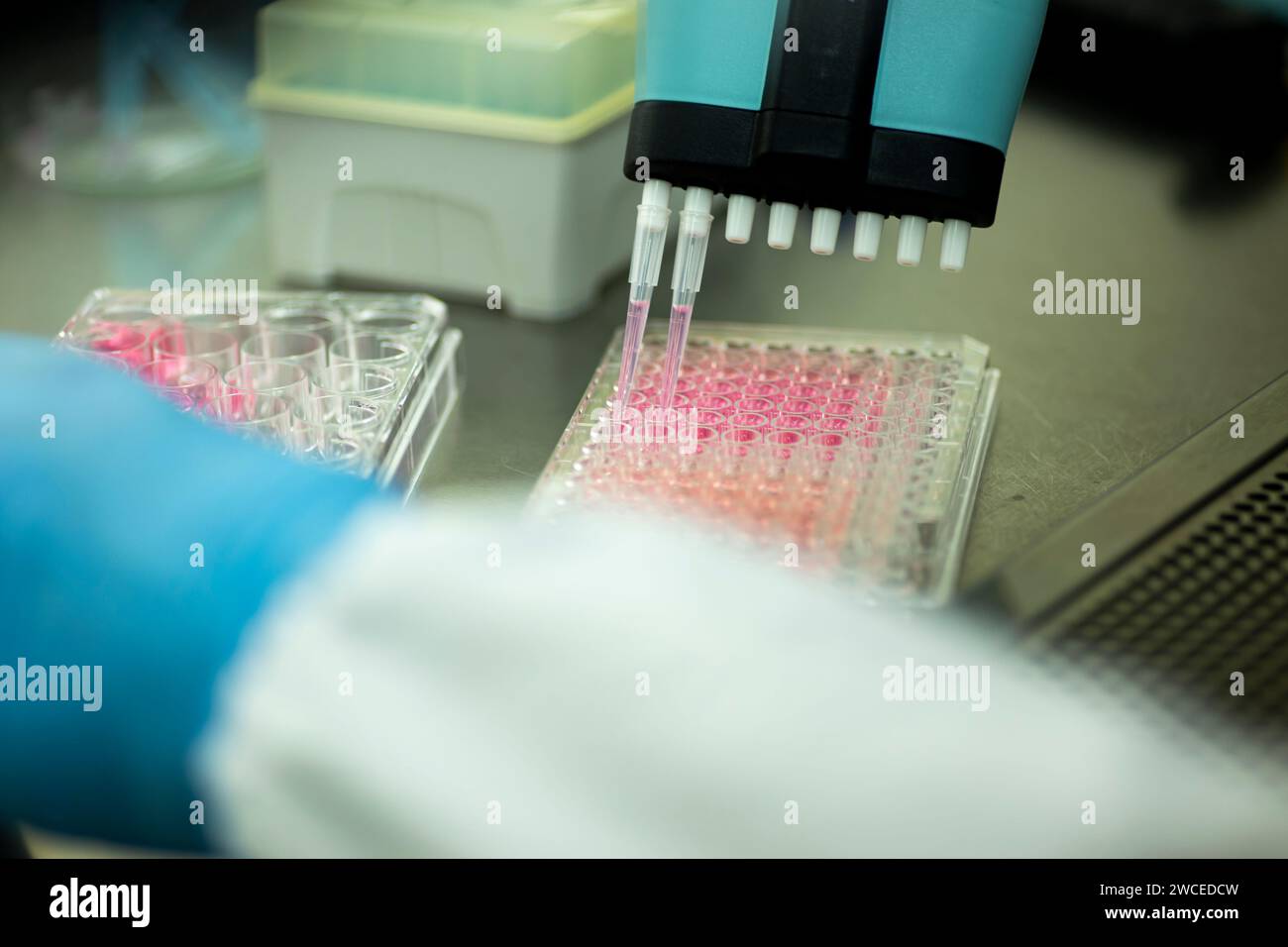 cell culture at the medicine, medical and cell culture laboratory ...