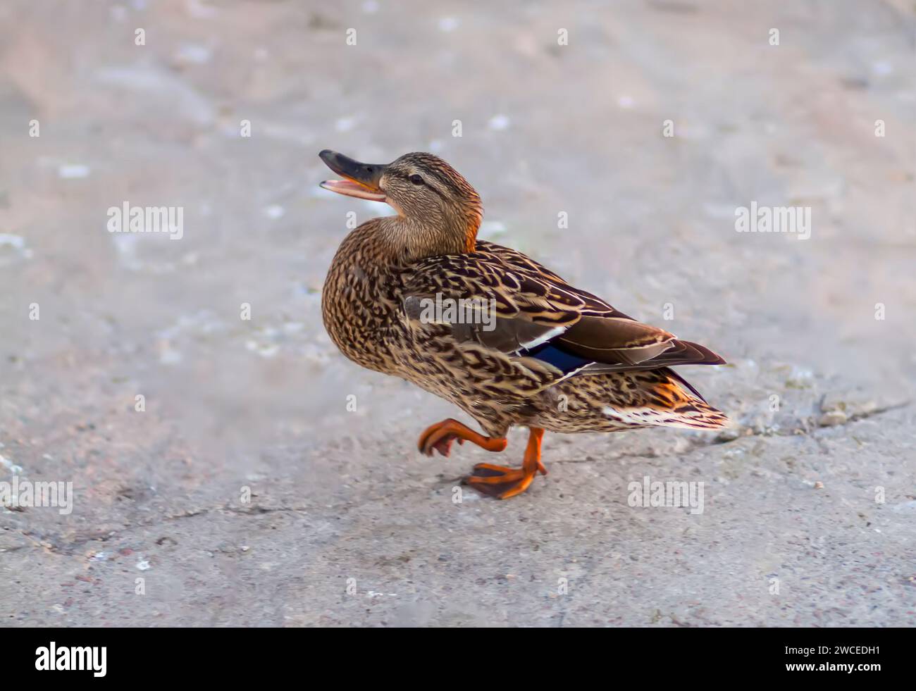 Wild duck bird on the asphalt road Stock Photo - Alamy