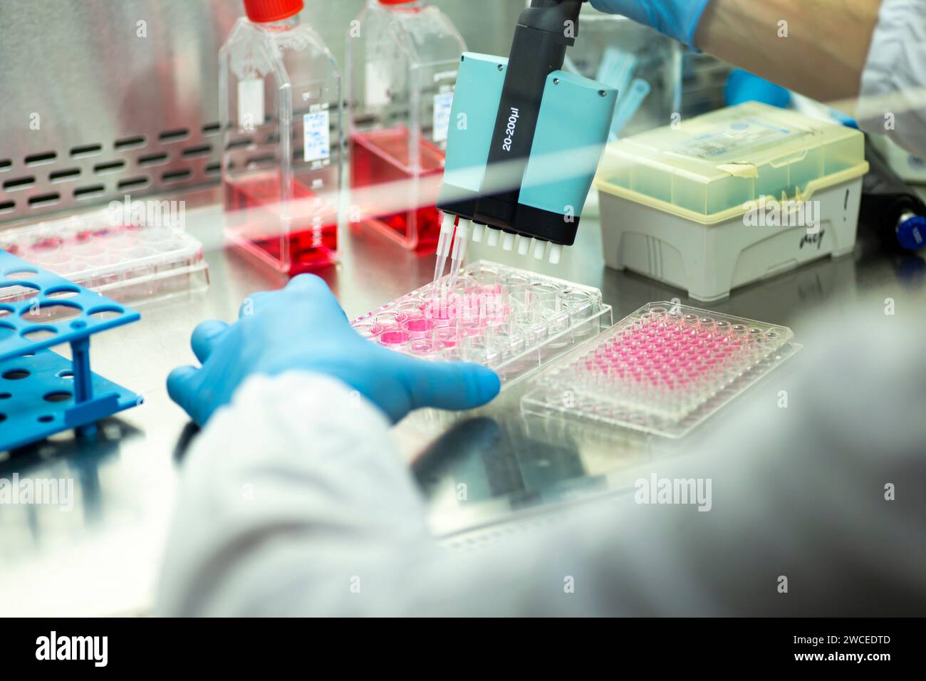 cell culture at the medicine, medical and cell culture laboratory ...