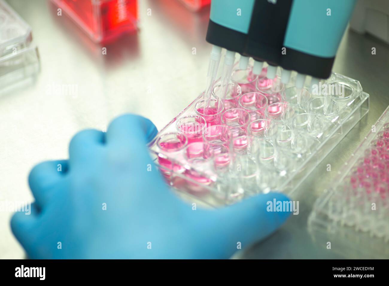 cell culture at the medicine, medical and cell culture laboratory ...