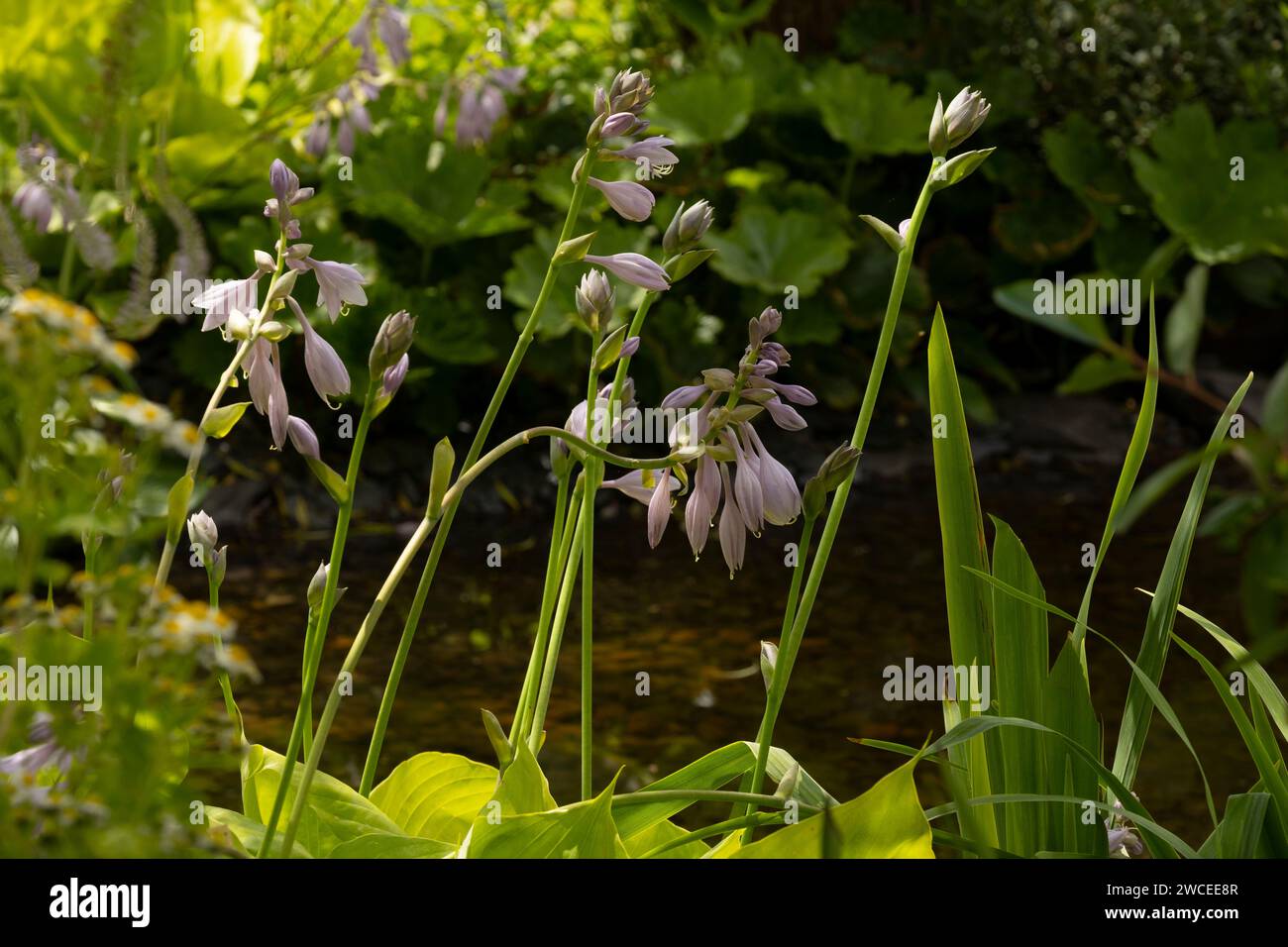 Hosta flowers in the Hurtigruten: The Relationship-Ship Garden designed ...