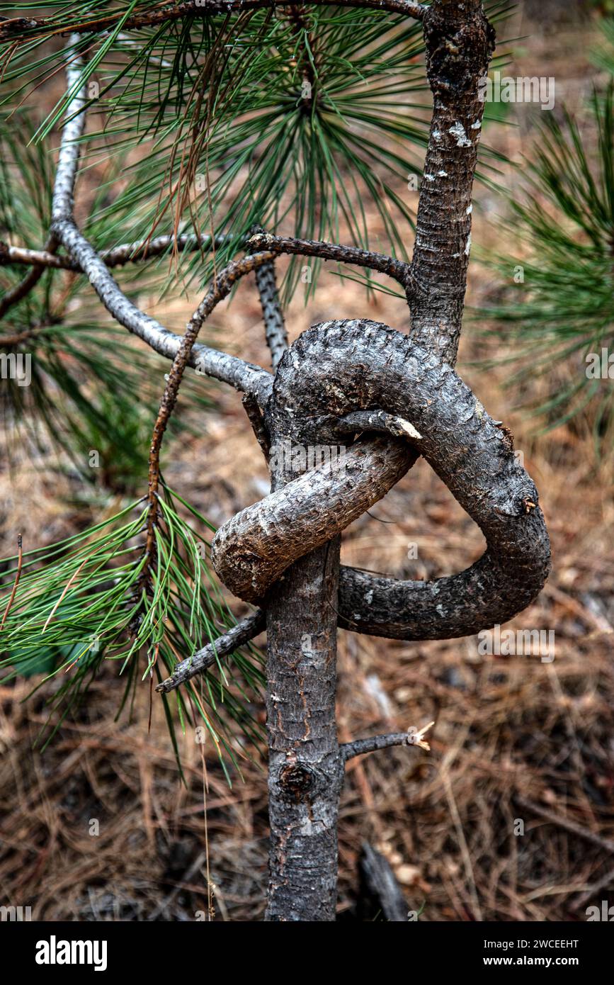 Trunk of a pine tree tied into a knot at a young age, Near Spokane ...