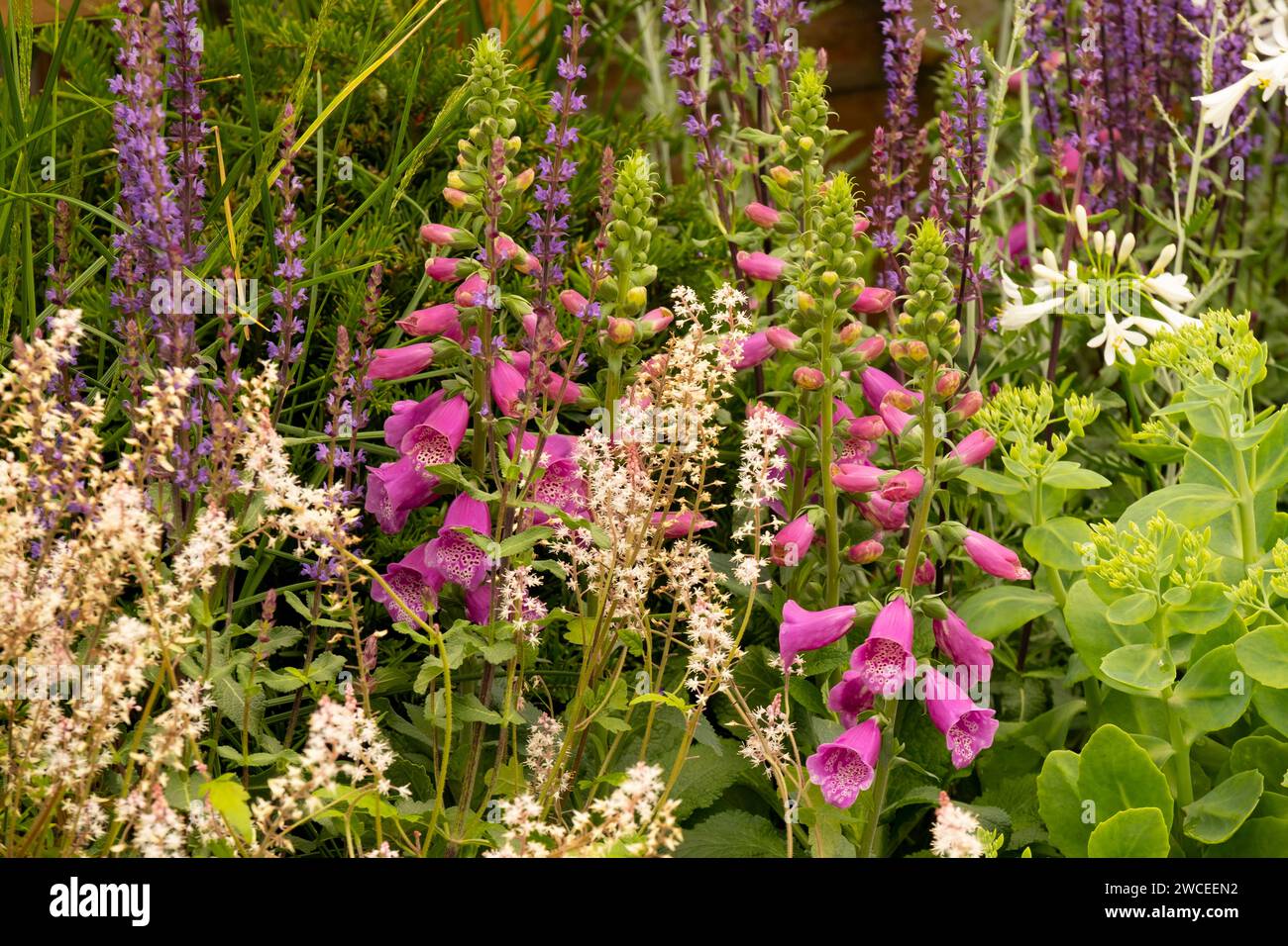 Digitalis purpurea, Rodgersia aesculifolia and Salvia 'Wendy's Wish' in ...