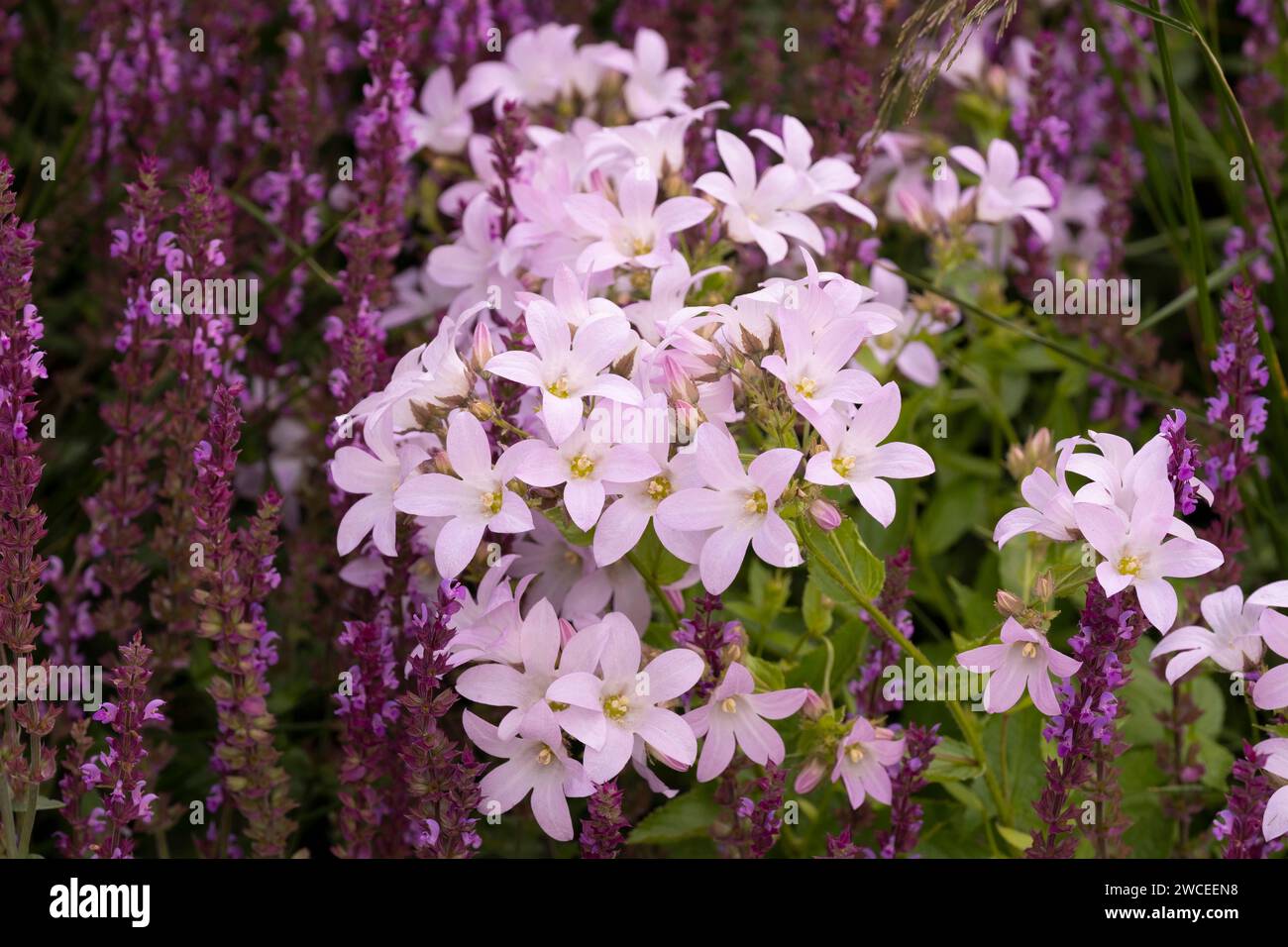 Campanula lactiflora 'Loddon Anna' and Salvia carradona in the RHS ...