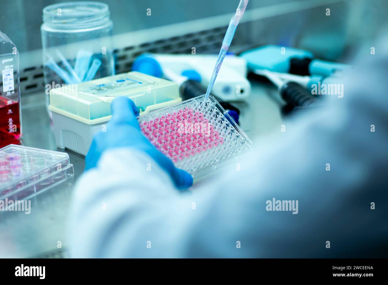 cell culture at the medicine, medical and cell culture laboratory ...