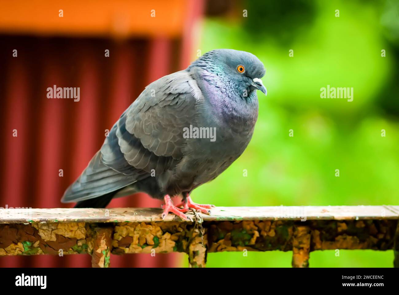 Pigeon bird on the old balcony railing Stock Photo - Alamy