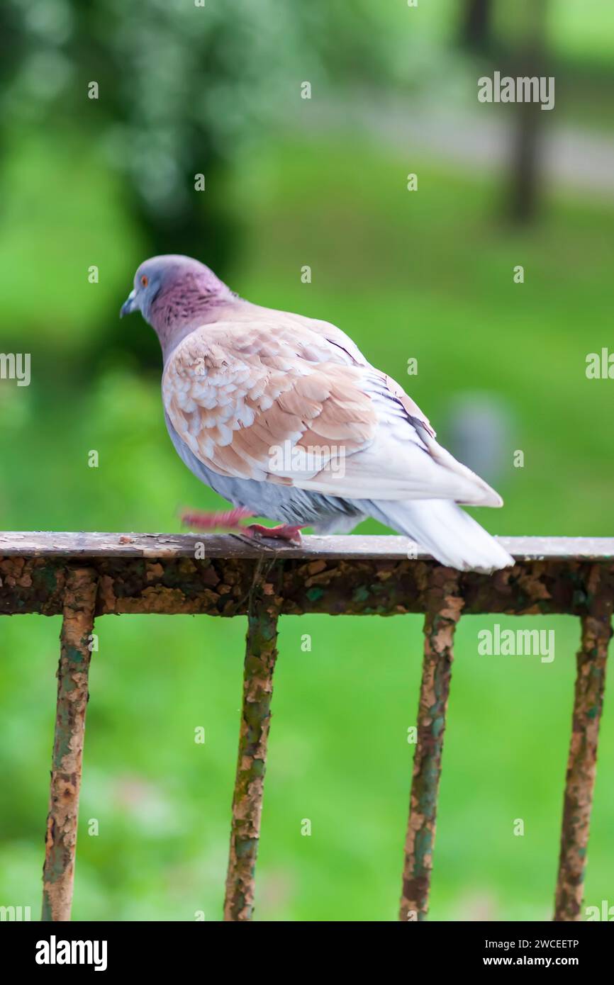 Birds railing balcony animal wildlife hi-res stock photography and ...