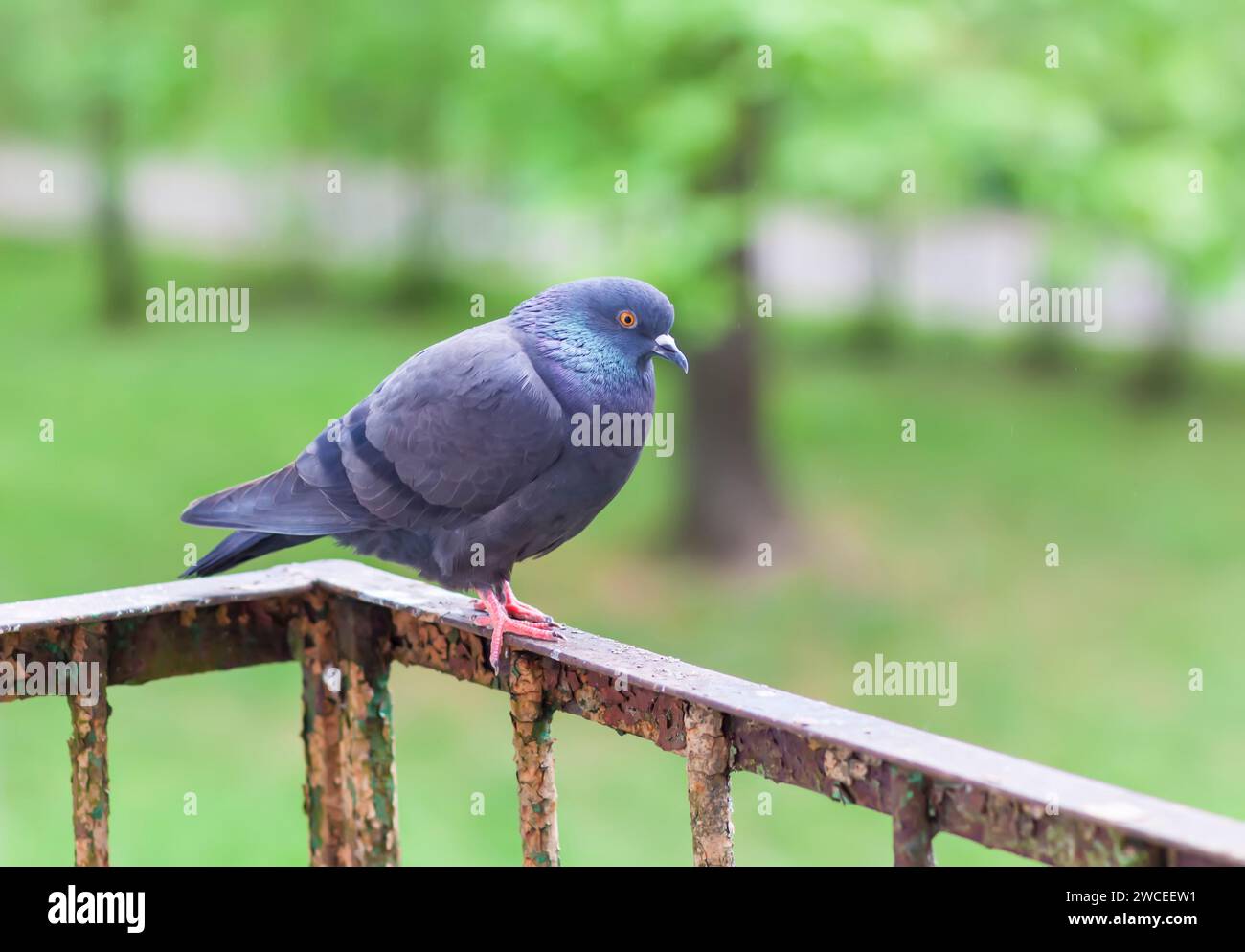 Pigeon bird on the old balcony railing Stock Photo - Alamy